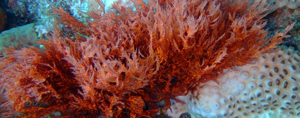 Cherwell | British Seaweed - The Hunt for Agar in World War Two