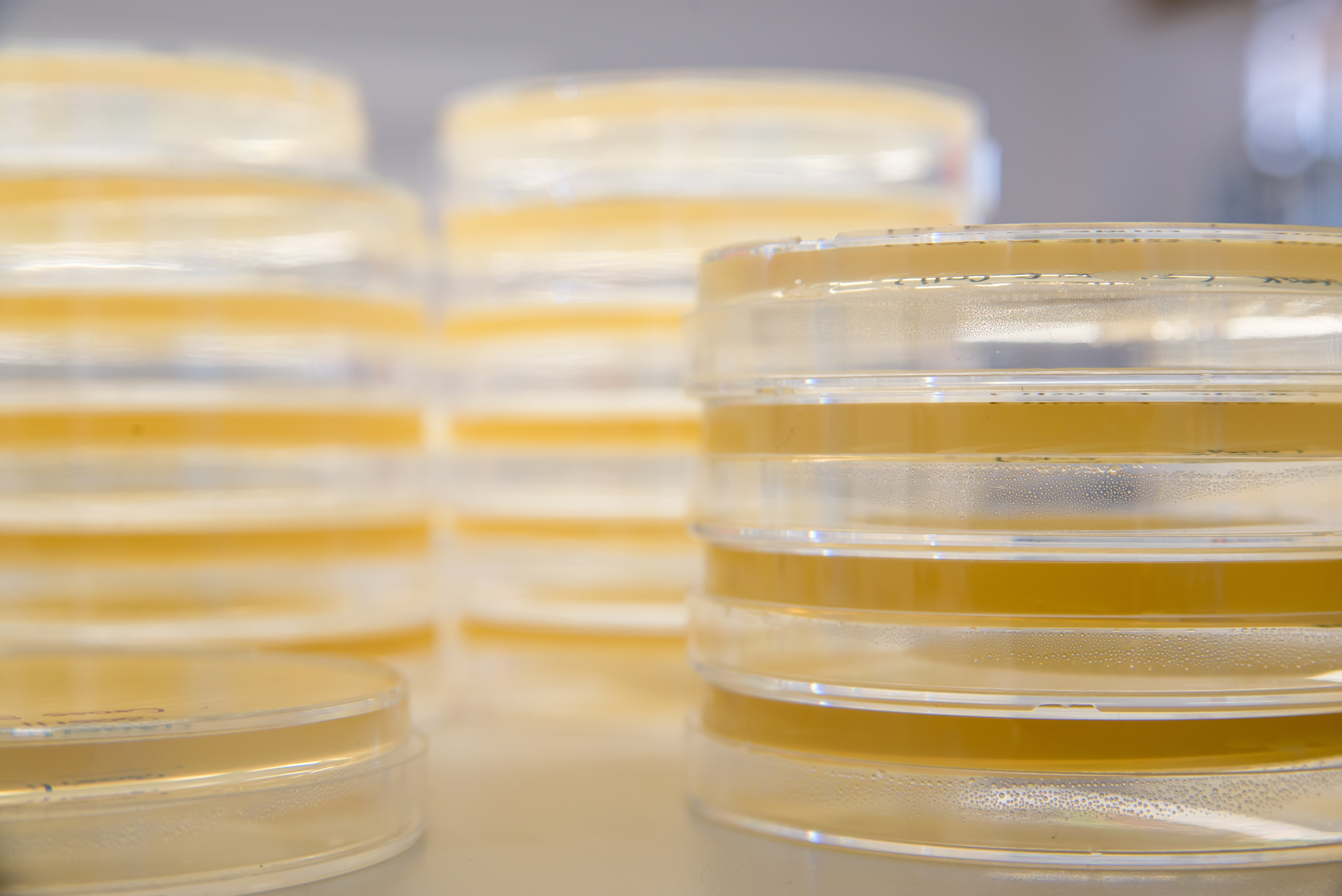Redipor Growth Media Type - Tryptic Soy Agar (TSA) with Glucose