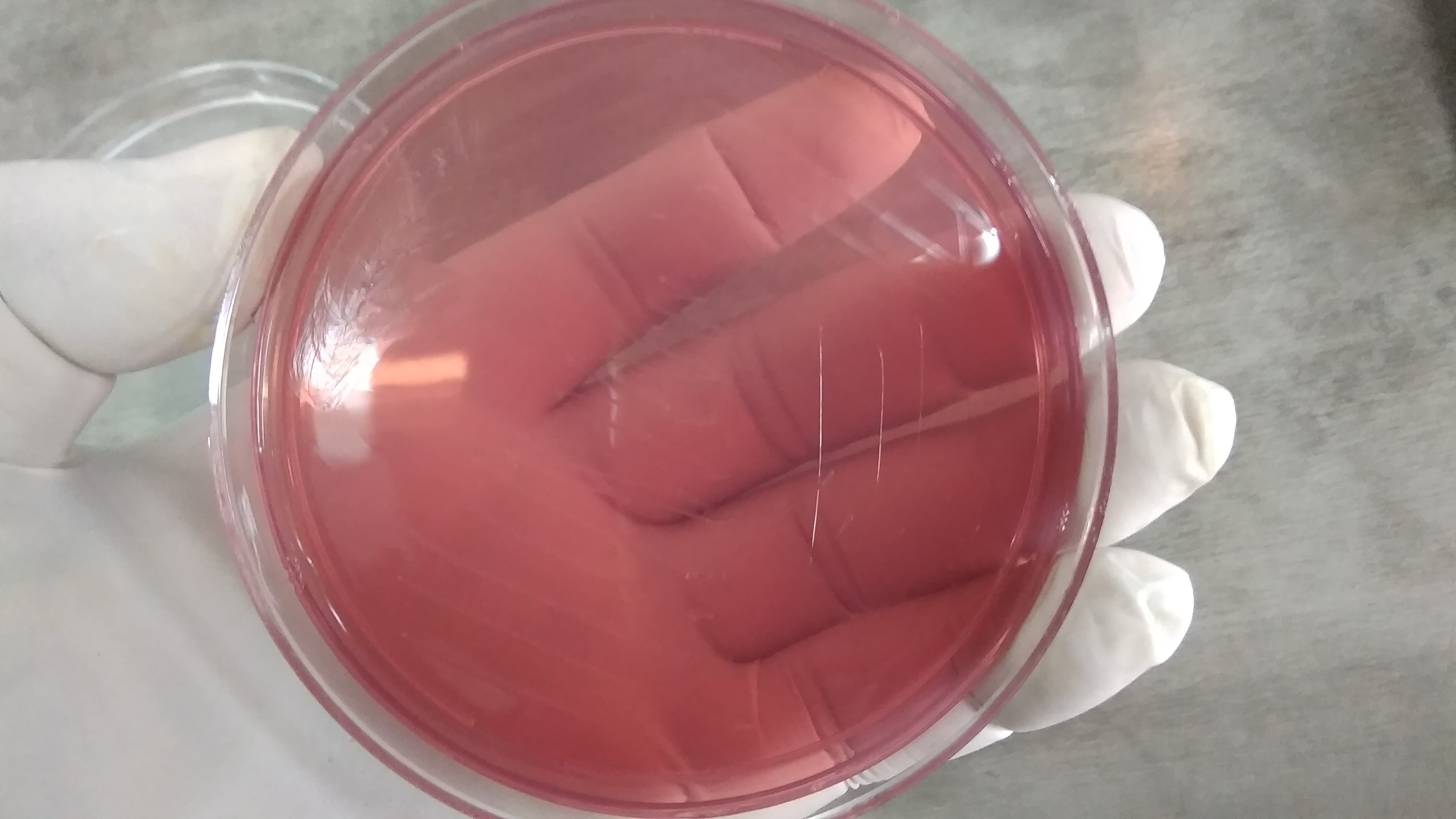 Redipor Growth Media Type Mac Conkey Agar (MAC)