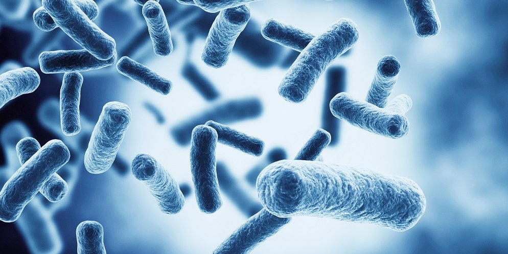 Cherwell | How are bacterial isolates identified and named?