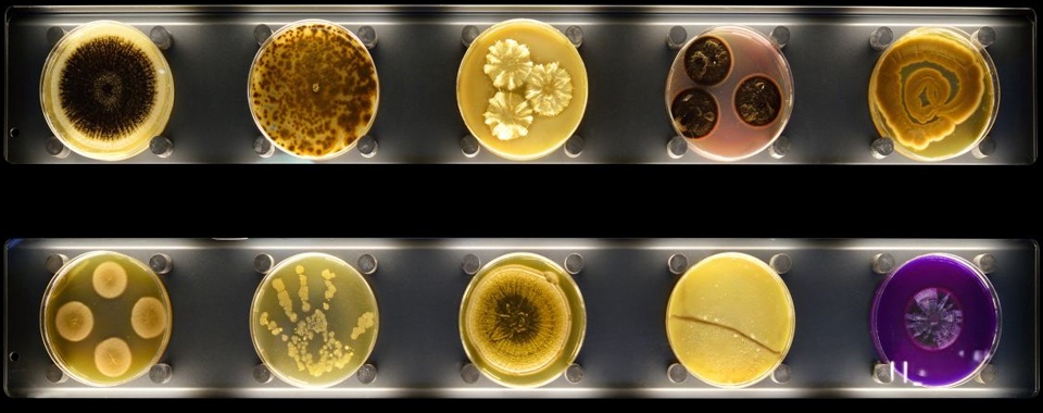 The fascinating world of micro-organisms