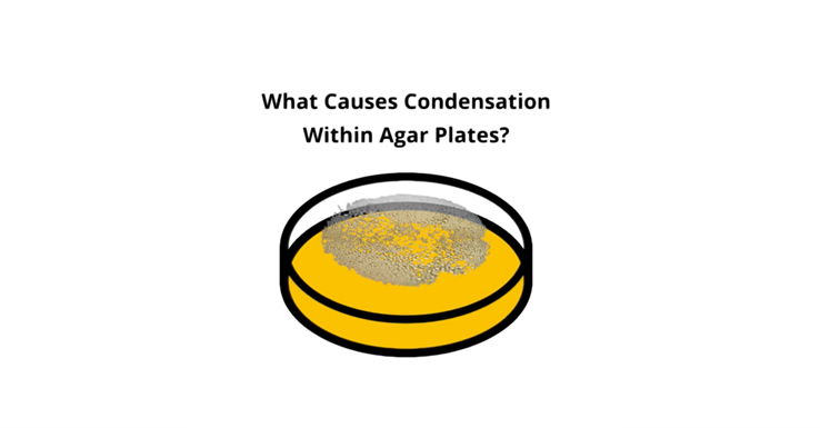 Cherwell | What Causes Condensation in Agar Plates?