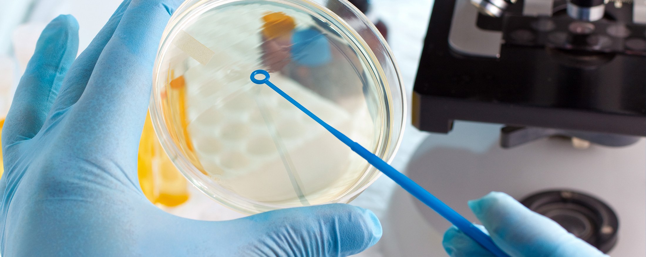 Redipor Growth Media Type - Luria Broth Agar (LB)